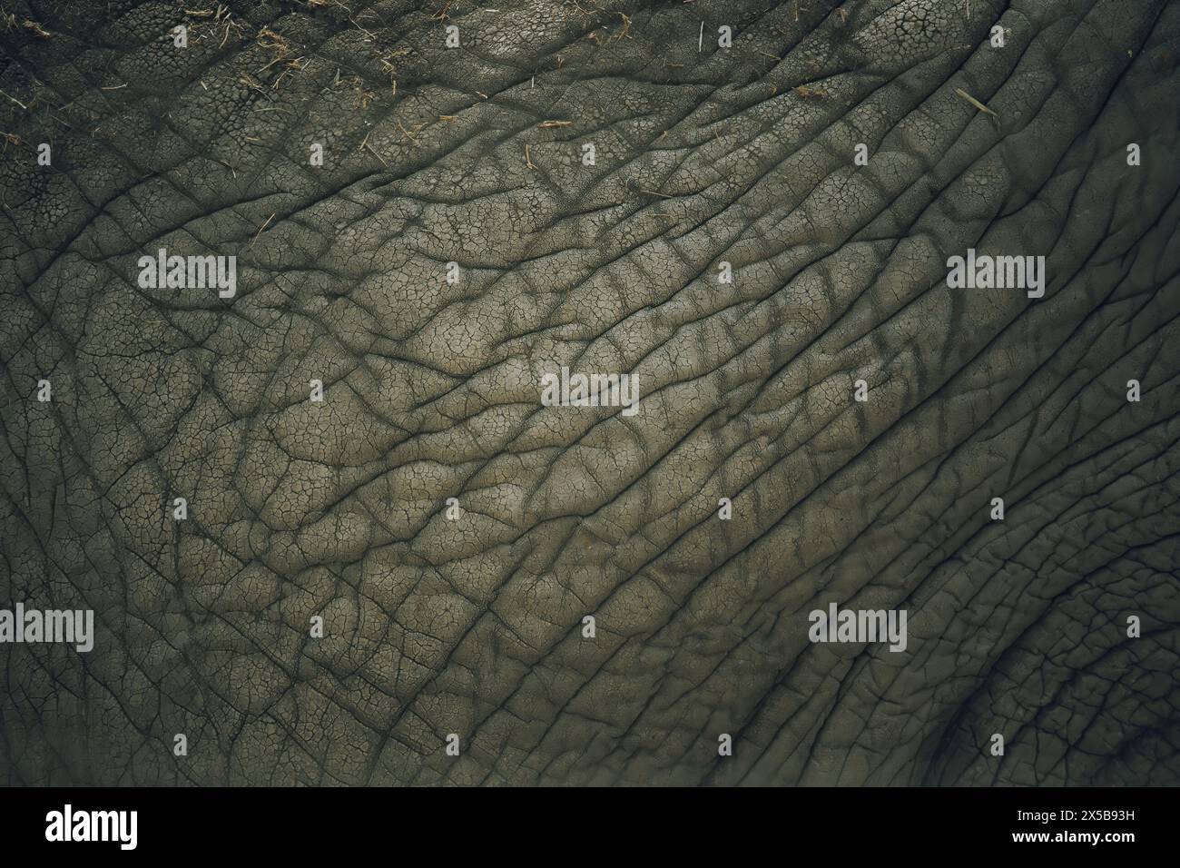 high detail real closeup macro elephant skin texture art nature ...