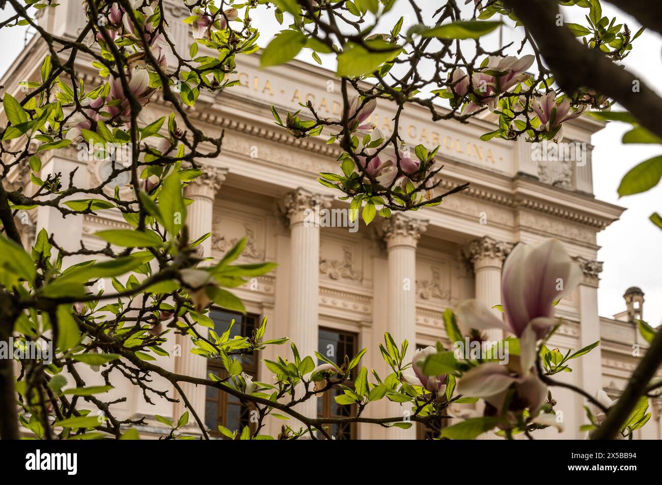Lund University seen through a flowering magnolia tree, Lund, Sweden ...