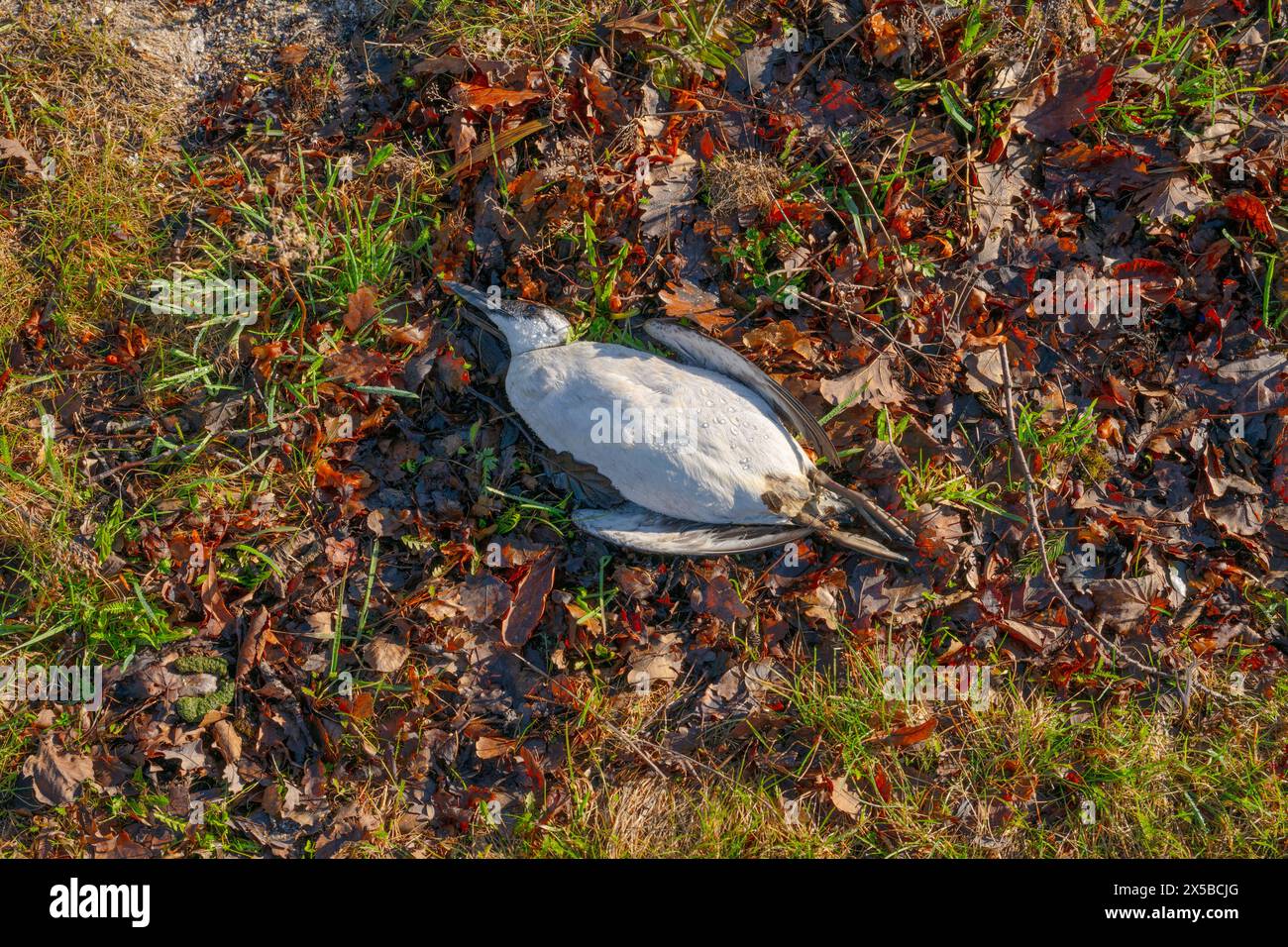 Common murre dead hi-res stock photography and images - Alamy