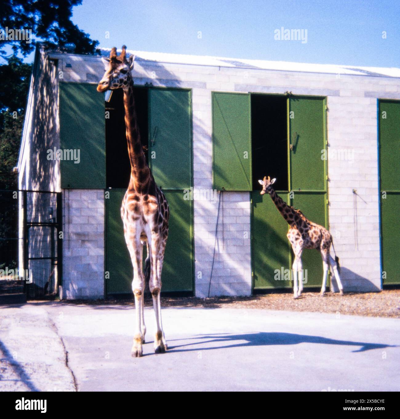 Chessington Zoo in Colour August 1971. Giraffe house Stock Photo - Alamy