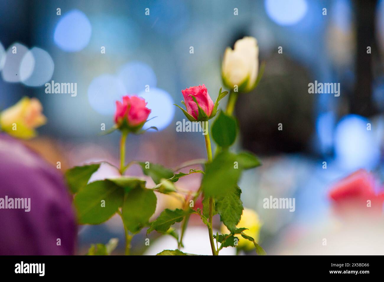Blinking christmas lights in background hi-res stock photography and ...