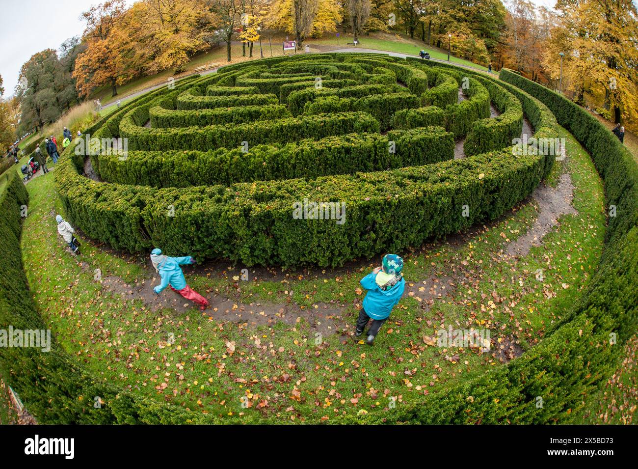 Kids playing in a hedge maze Stock Photo - Alamy