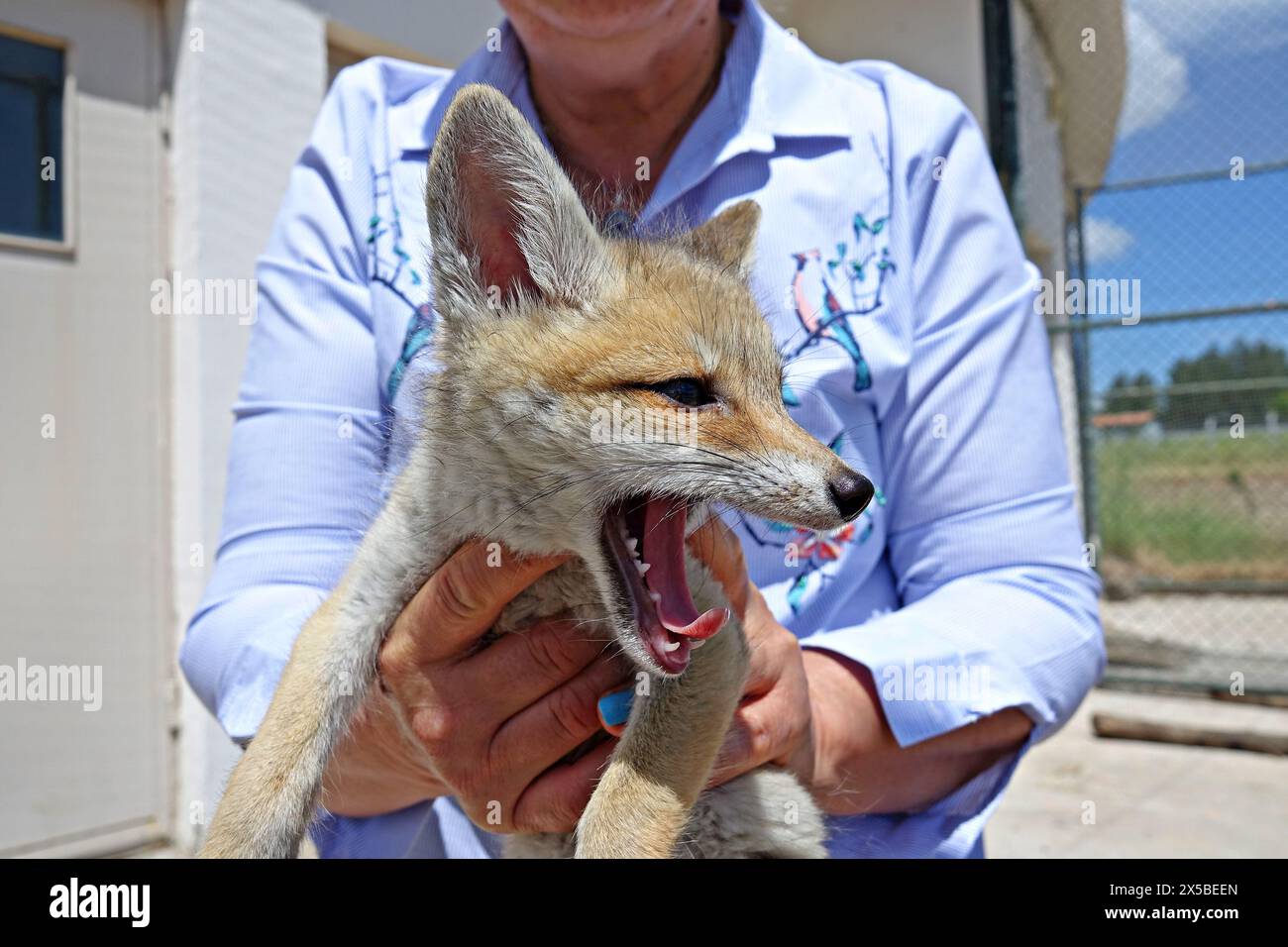 One of the baby foxes taken under protection at the health center in ...