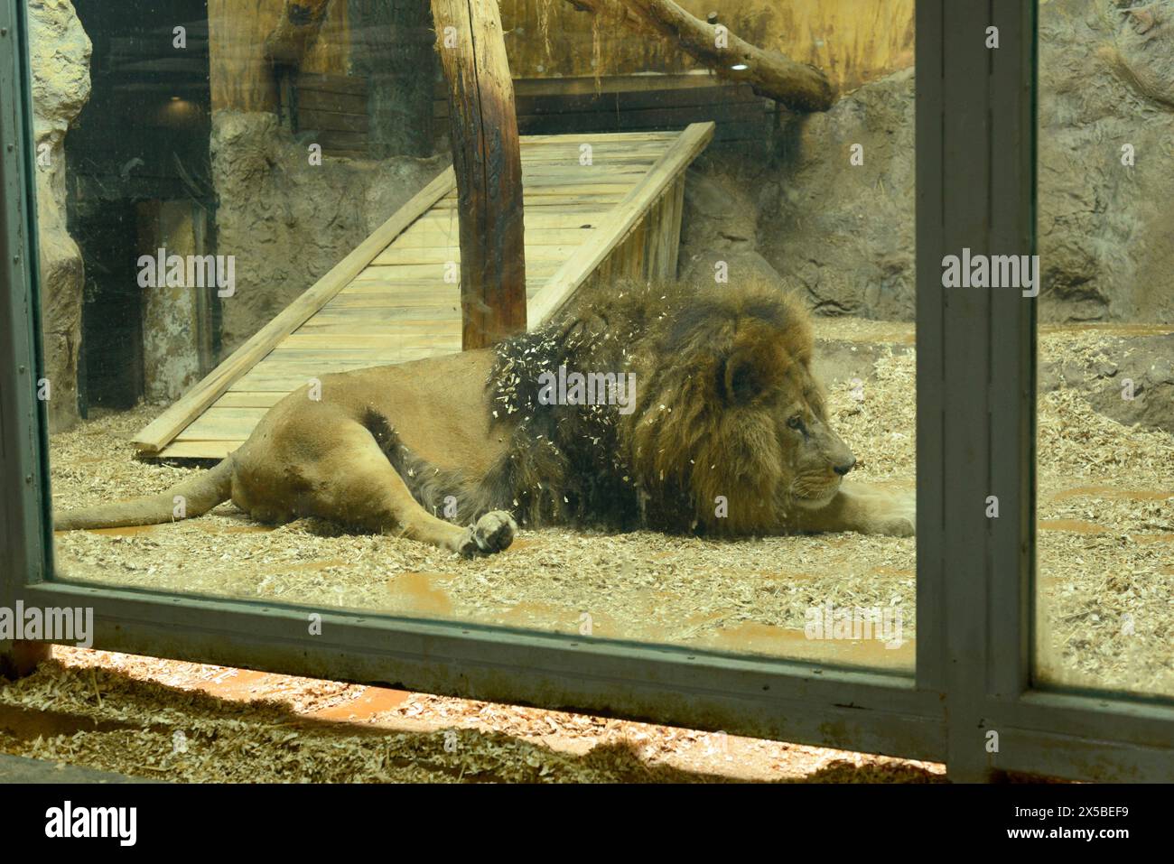 Old sick Lion Panthera leo in captivity in its glass cage in Sofia Zoo ...