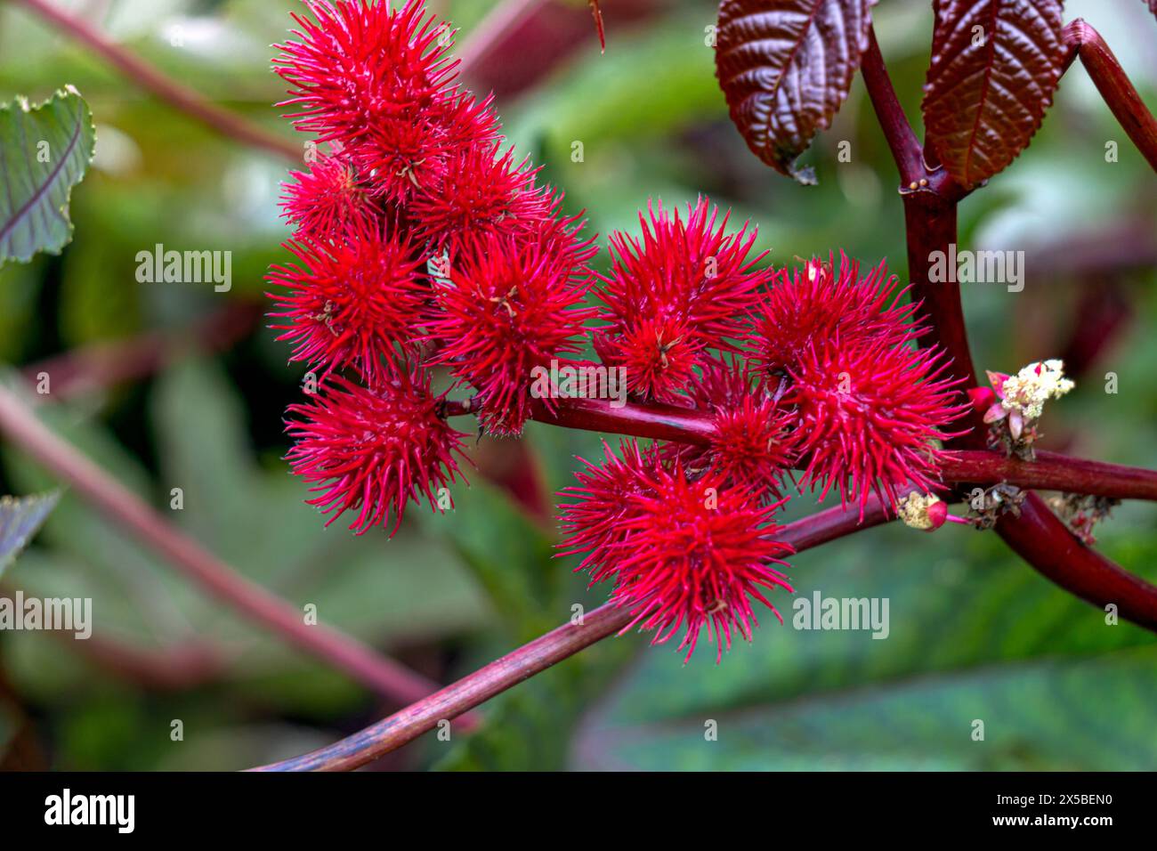 Red flowers of the castor bean plant from which castor oil is produced ...