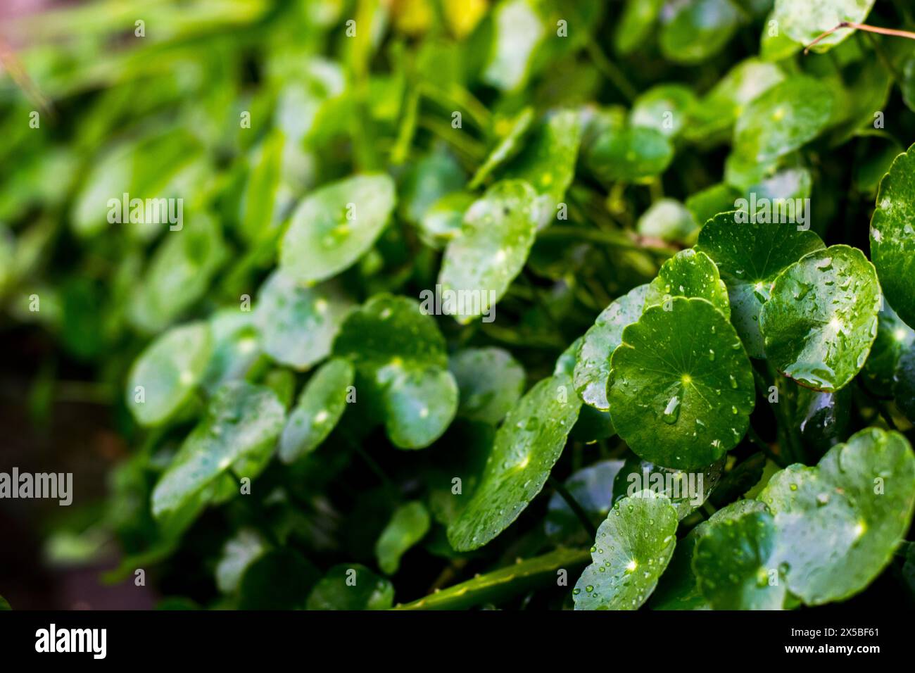 Watery and natural background of Centella asiatica or known as "Daun ...
