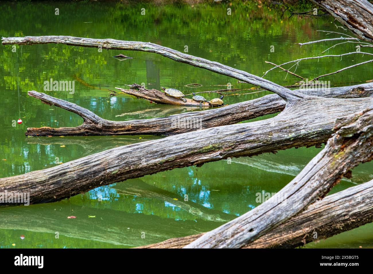 Multiple turtles sunning on floating branch in Steele Creek Lake in ...