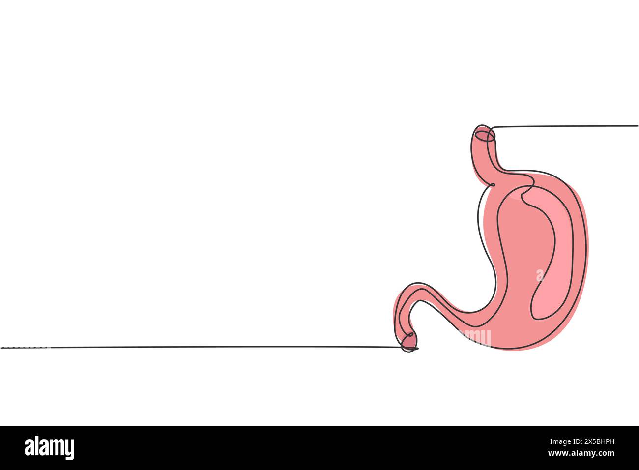 One continuous line drawing of anatomical human stomach organ. Trendy medical internal anatomy ...