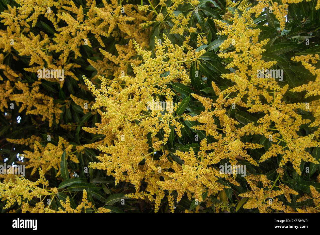 Mango tree in full flower, Wadi Ash Shab, Oman Stock Photo - Alamy