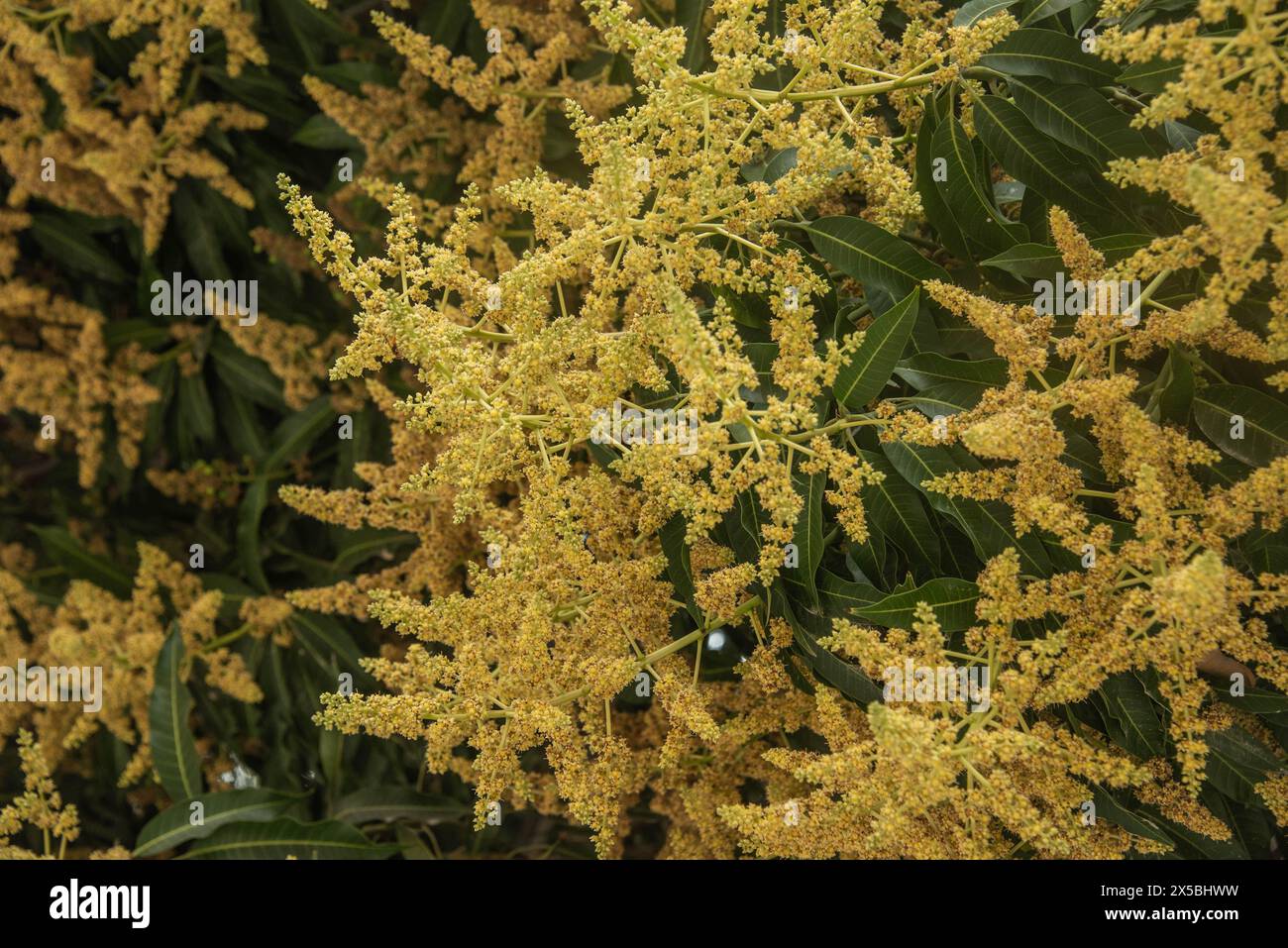 Full mango tree hi-res stock photography and images - Alamy