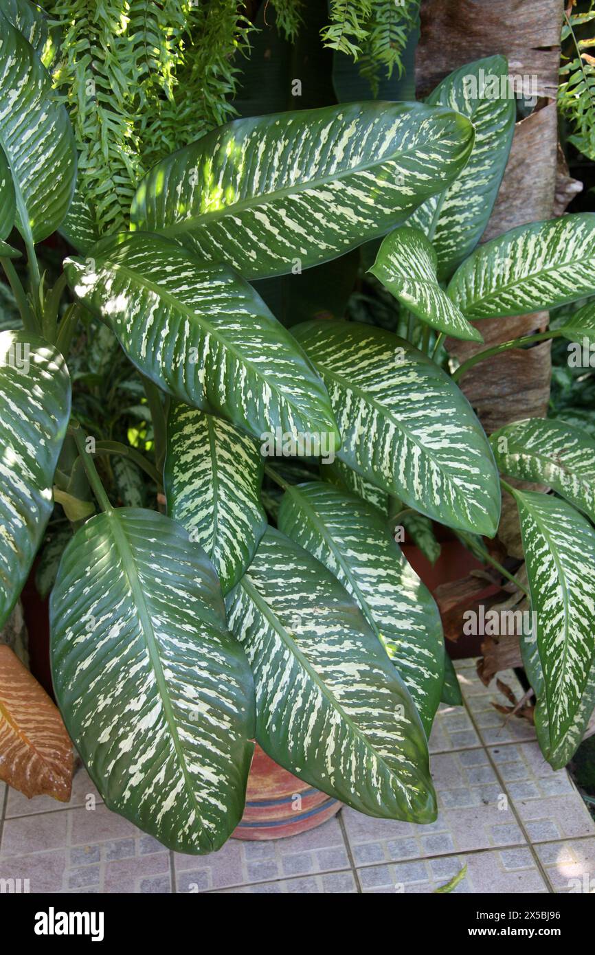 Dumbcane, Leopard Lily or Tuftroot, Dieffenbachia seguine 'Jenmannii ...