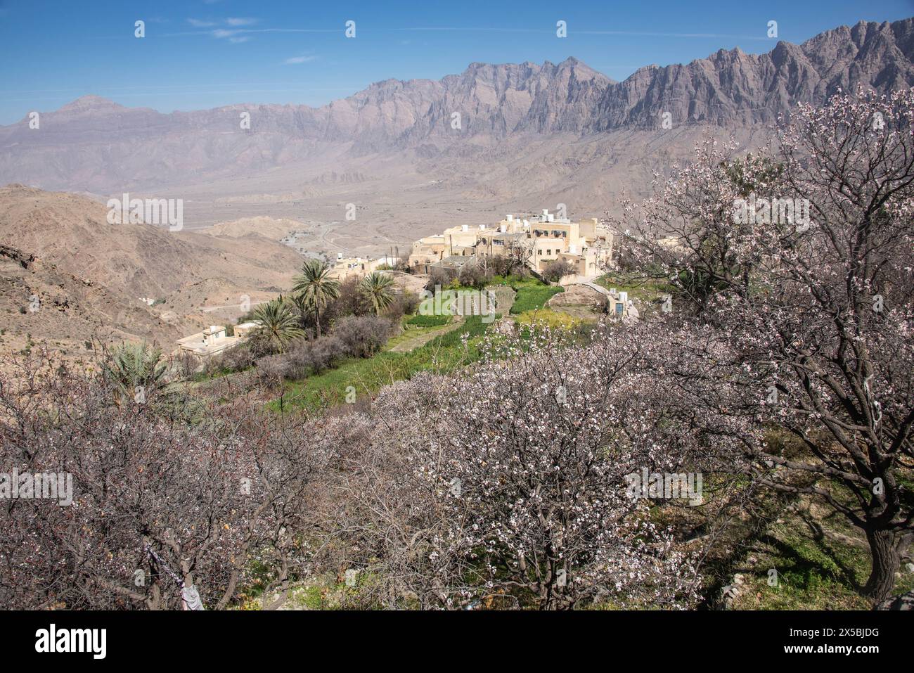 Apricot trees in blossom in the Western Hajar Mountains, Wakan, Oman ...
