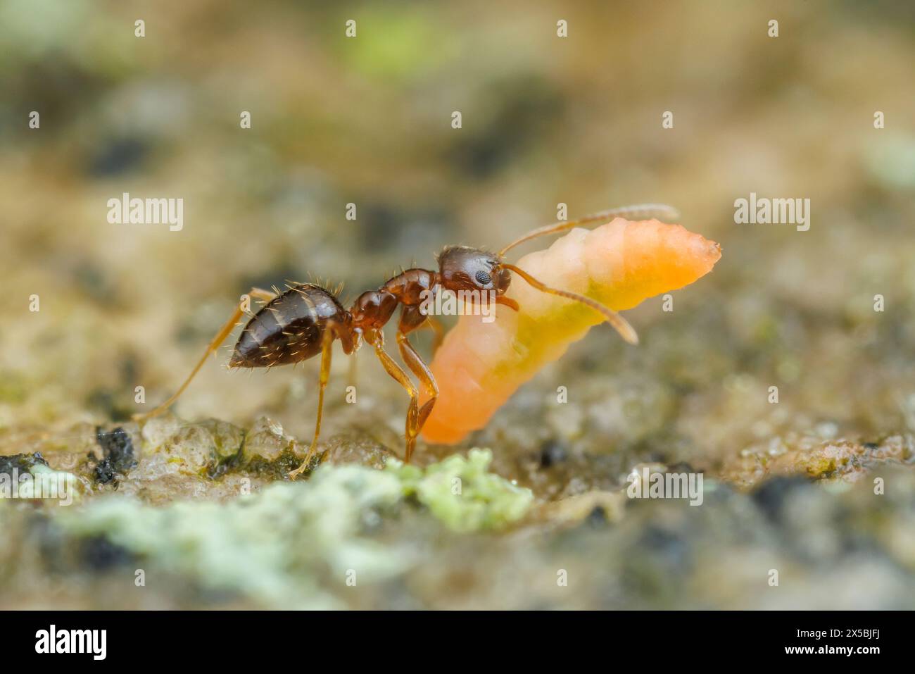 A foraging Crazy Ant (Nylanderia flavipes) worker carries a scavenged ...