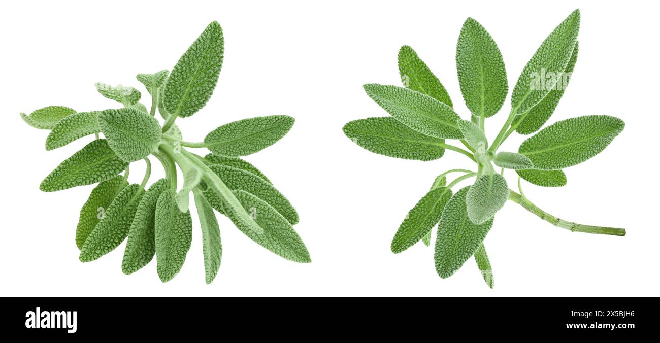 fresh sage herb isolated on white background with full depth of field ...