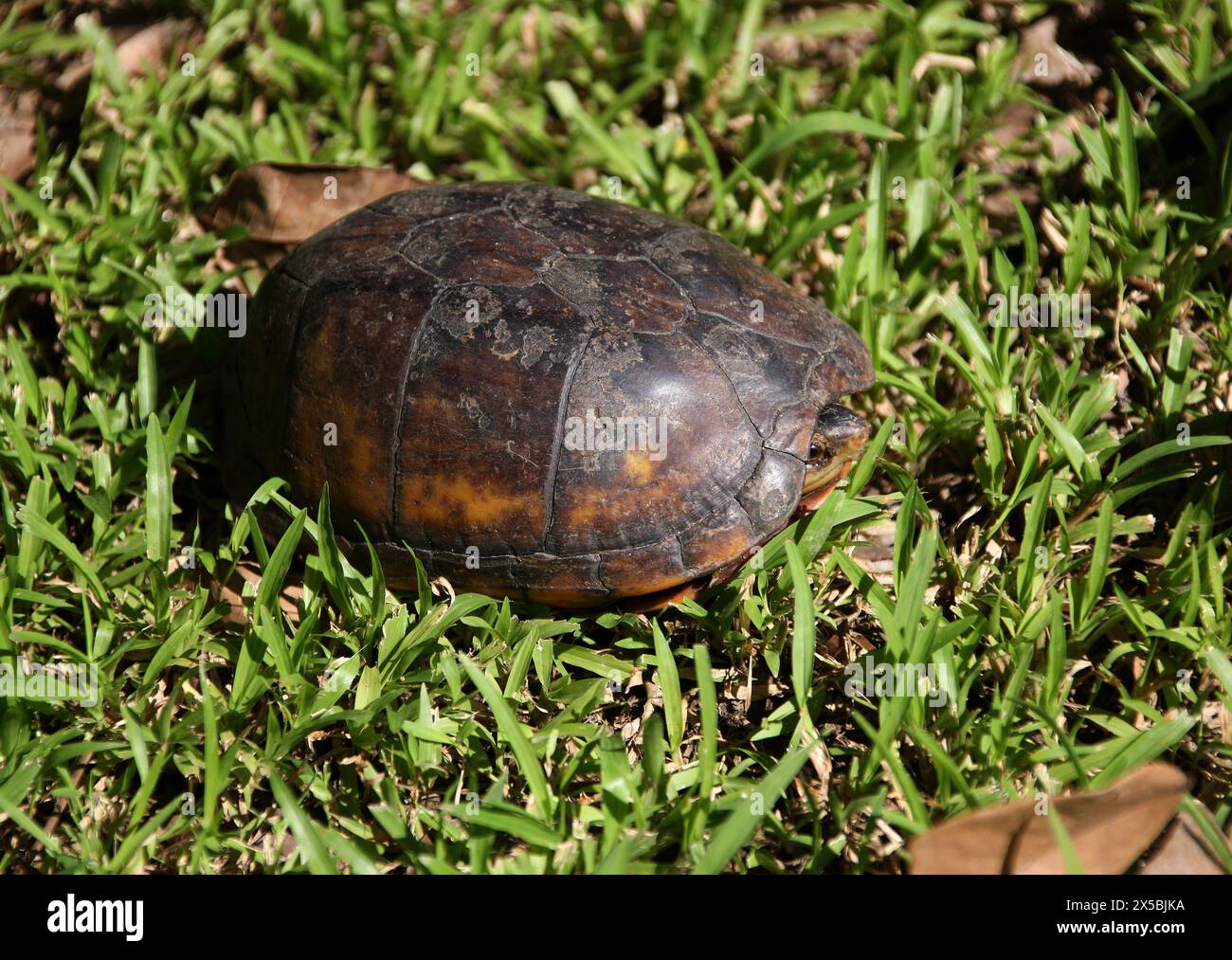 White-lipped Mud Turtle, Kinosternon leucostomum, Kinosternidae ...