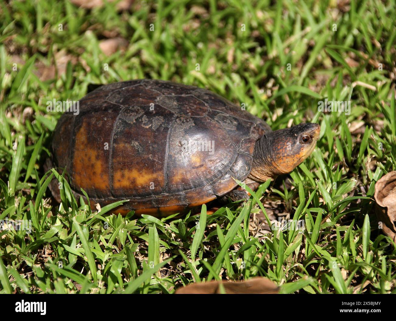 White-lipped Mud Turtle, Kinosternon leucostomum, Kinosternidae ...