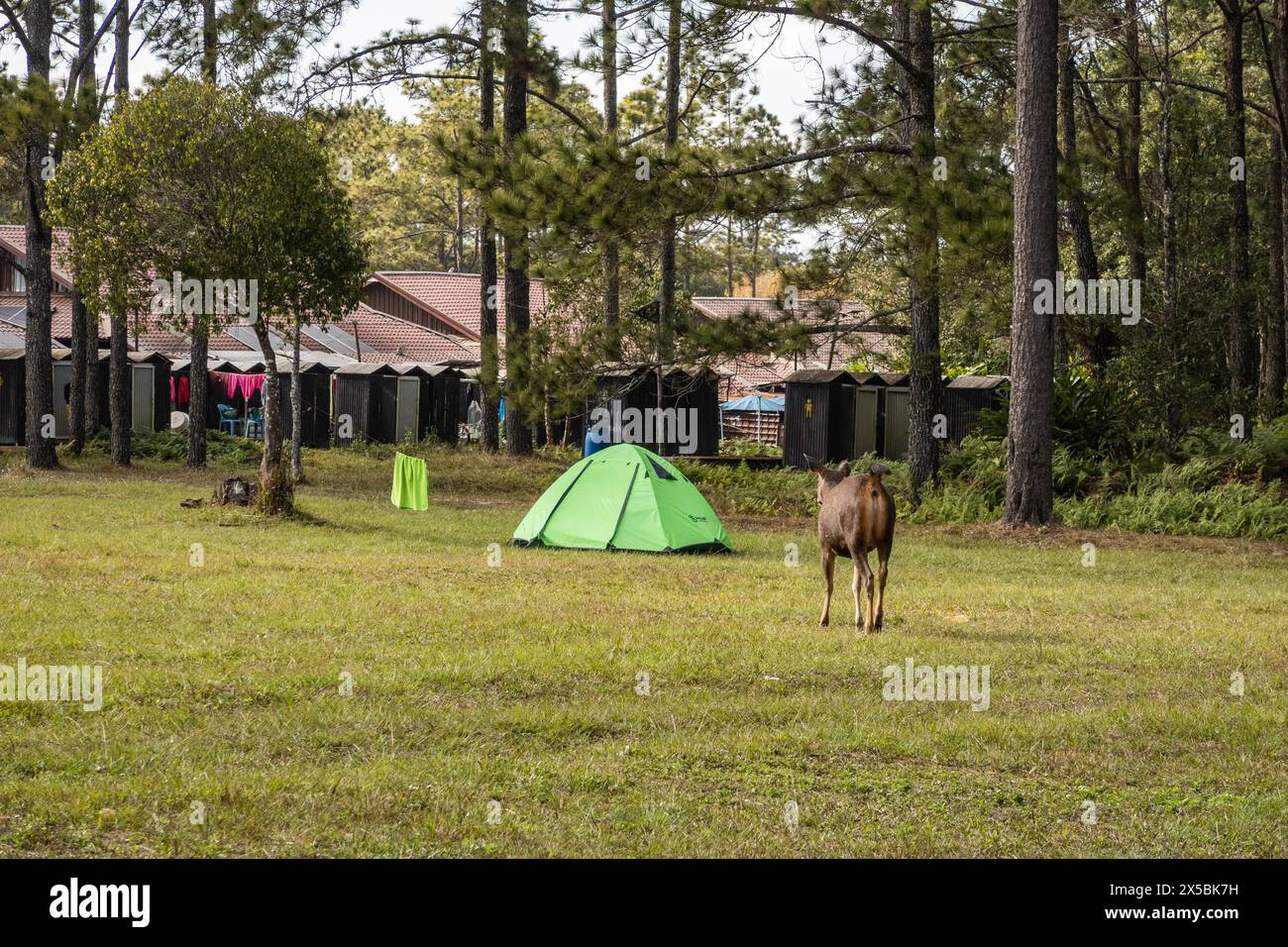 Camping in Phu Kradueng National Park, Loei, Thailand Stock Photo - Alamy