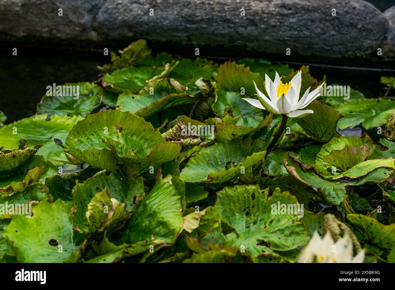 The beauty of Nymphaea tetragona flower with contrasting colours around ...