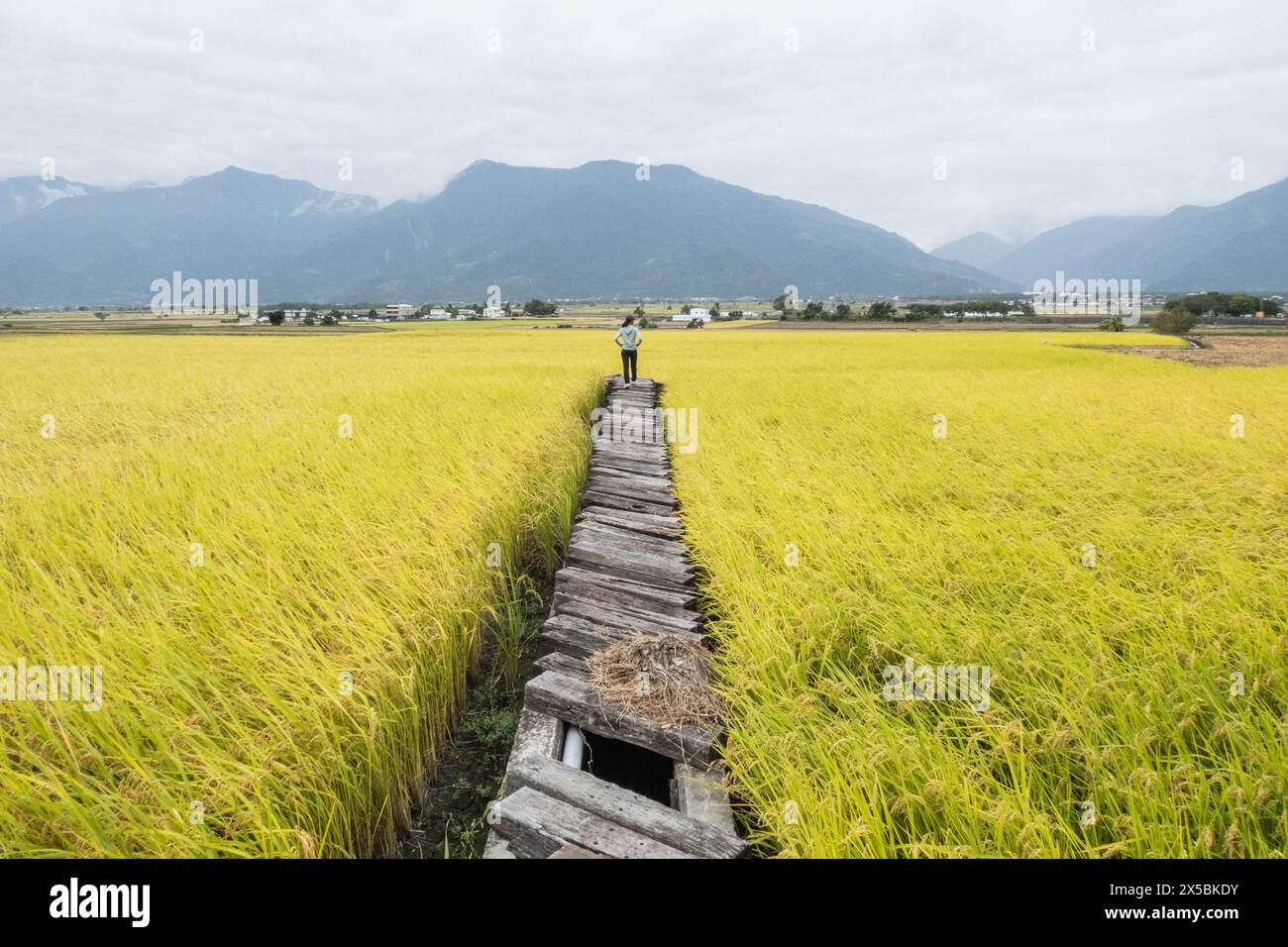 The beautiful rice fields of Chishang at harvest time, Chishang ...