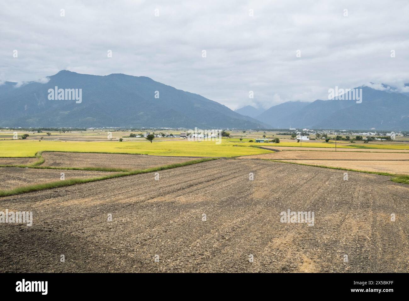 The rice fields of Chishang at harvest time, Chishang, Taitung, Taiwan ...