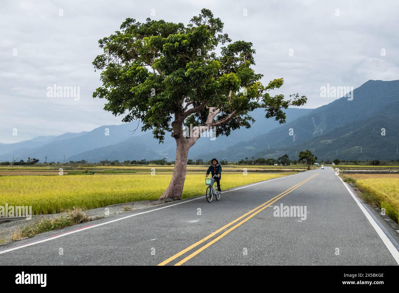 The beautiful rice fields of Chishang at harvest time, Chishang ...