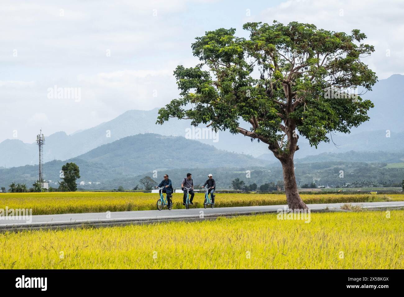 The beautiful rice fields of Chishang at harvest time, Chishang ...