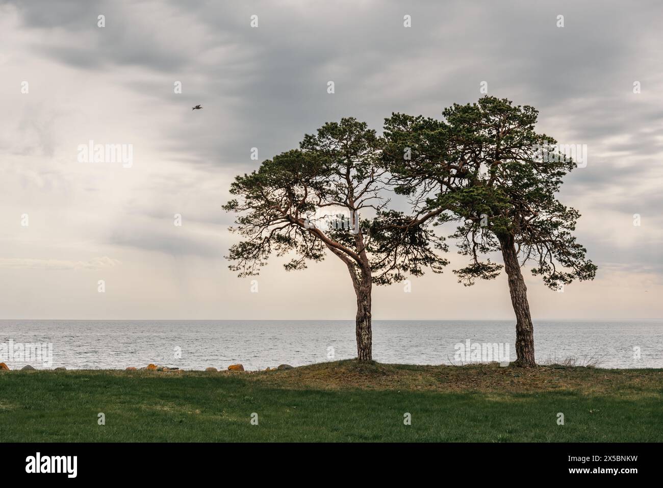 Couple of pine trees are growing in the sea shore on Saaremaa island ...