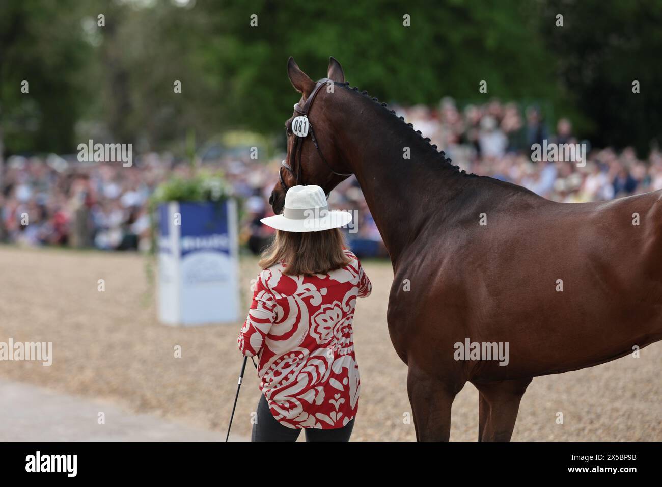 Horse mcs maverick hi-res stock photography and images - Alamy
