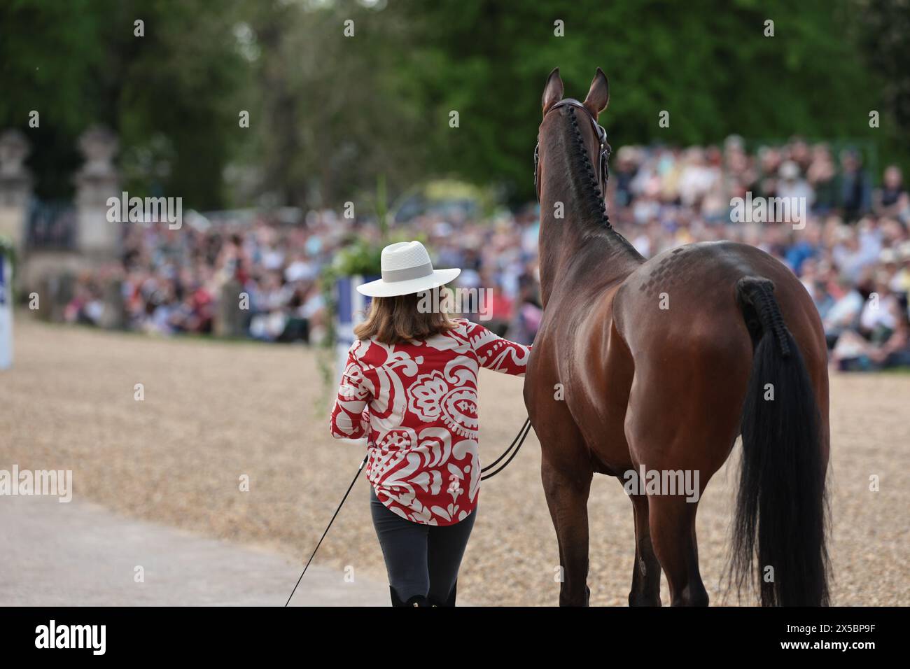 Horse mcs maverick hi-res stock photography and images - Alamy
