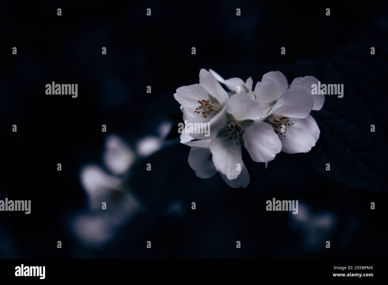 White jasmine flowers on a flowering shrub in spring garden. Small fragrant flower buds. Floral ...