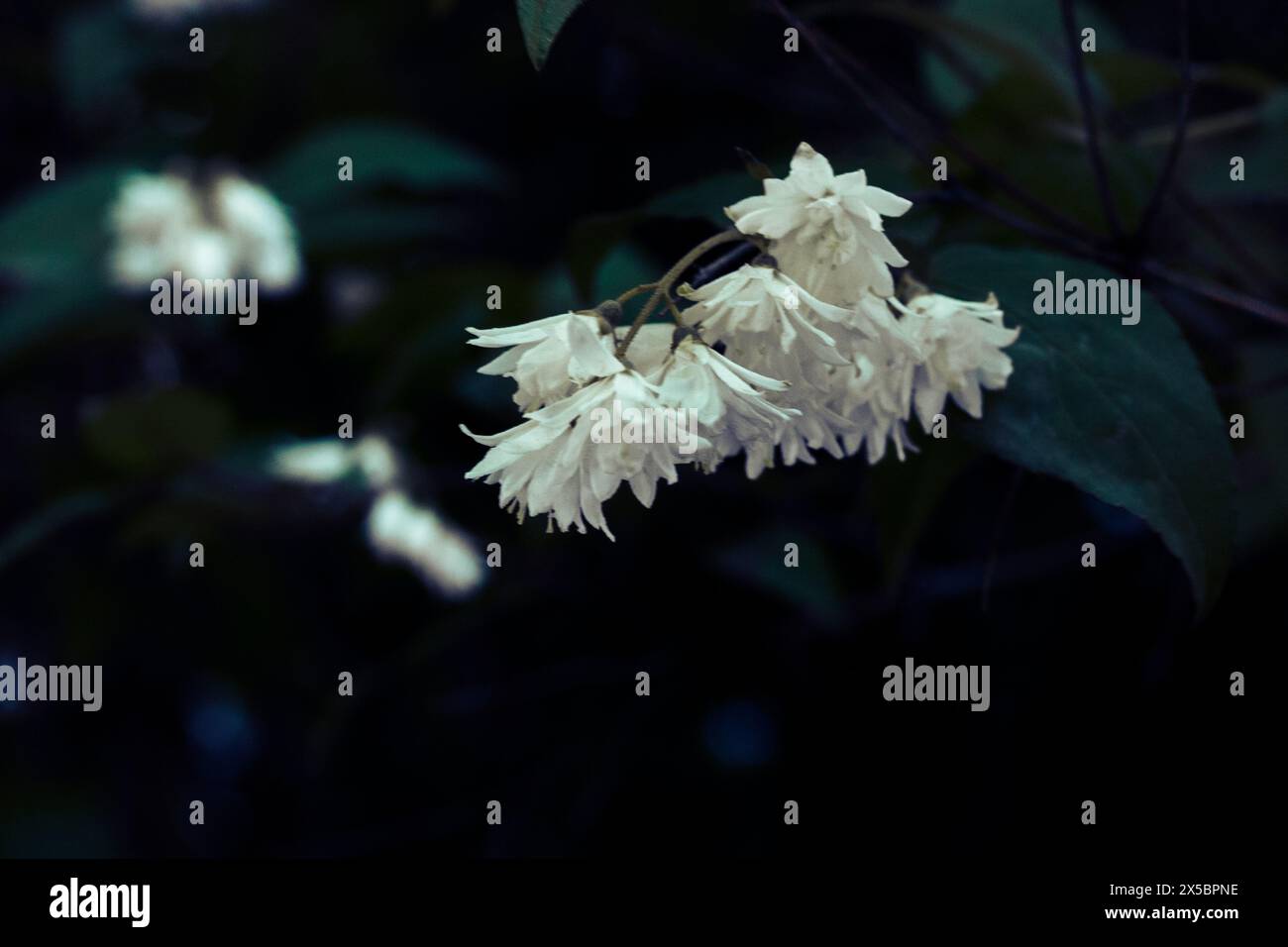 White jasmine flowers on a flowering shrub in spring garden. Small fragrant flower buds. Floral ...