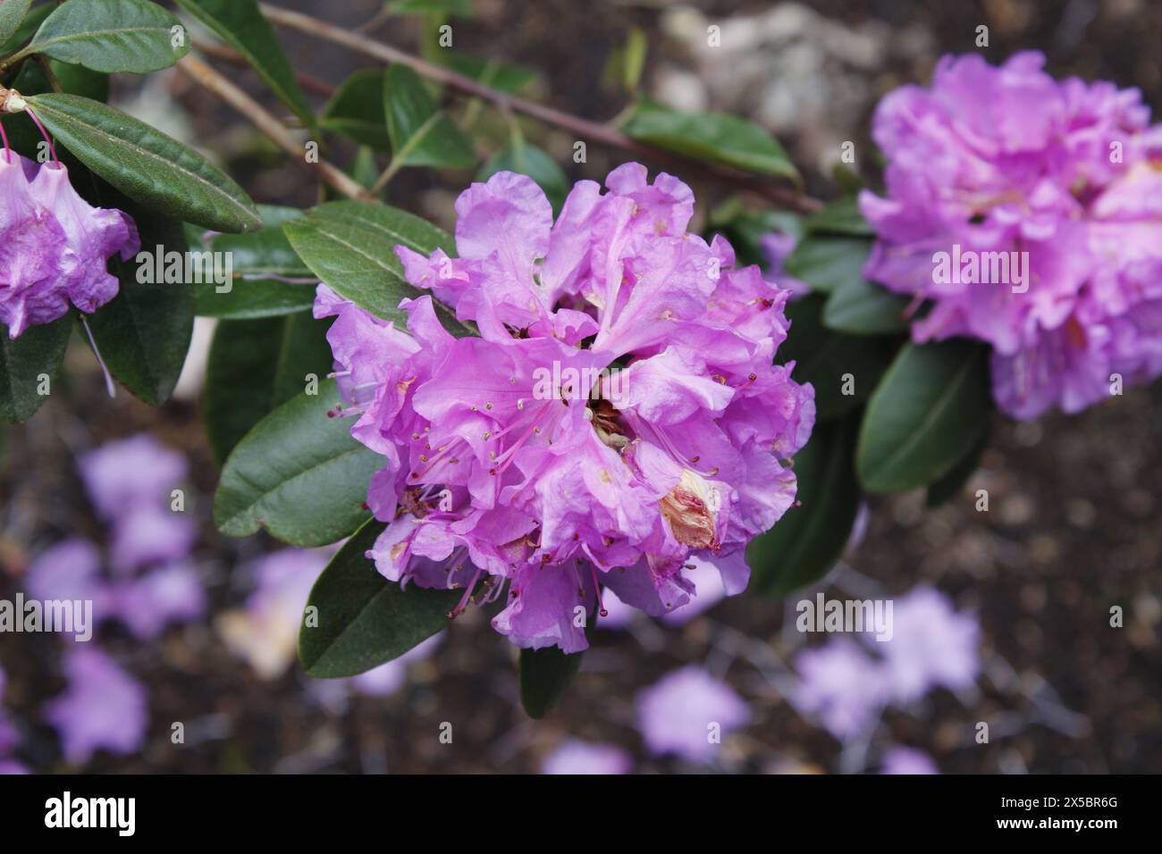 Azalea detail hi-res stock photography and images - Alamy