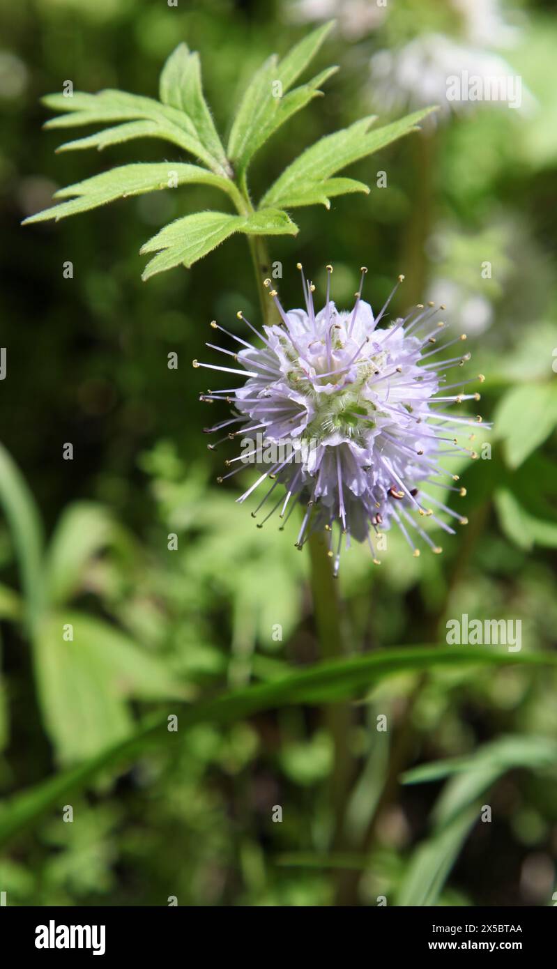 Ballhead Waterleaf (Hydrophyllum capitatum) purple wildflower in Big ...