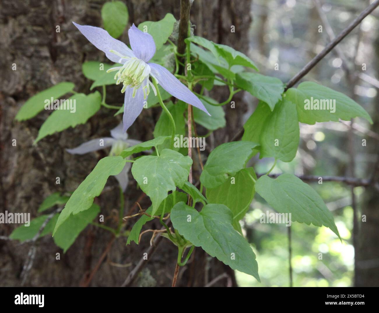 Blue Clematis (Clematis occidentalis) purple wildflower in Big Belt ...