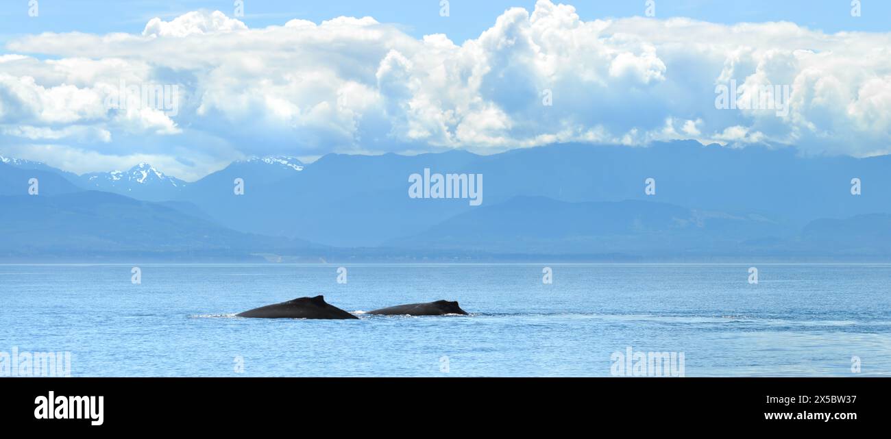 Landscape photography with two humpback whales (Megaptera Novaeangliae ...