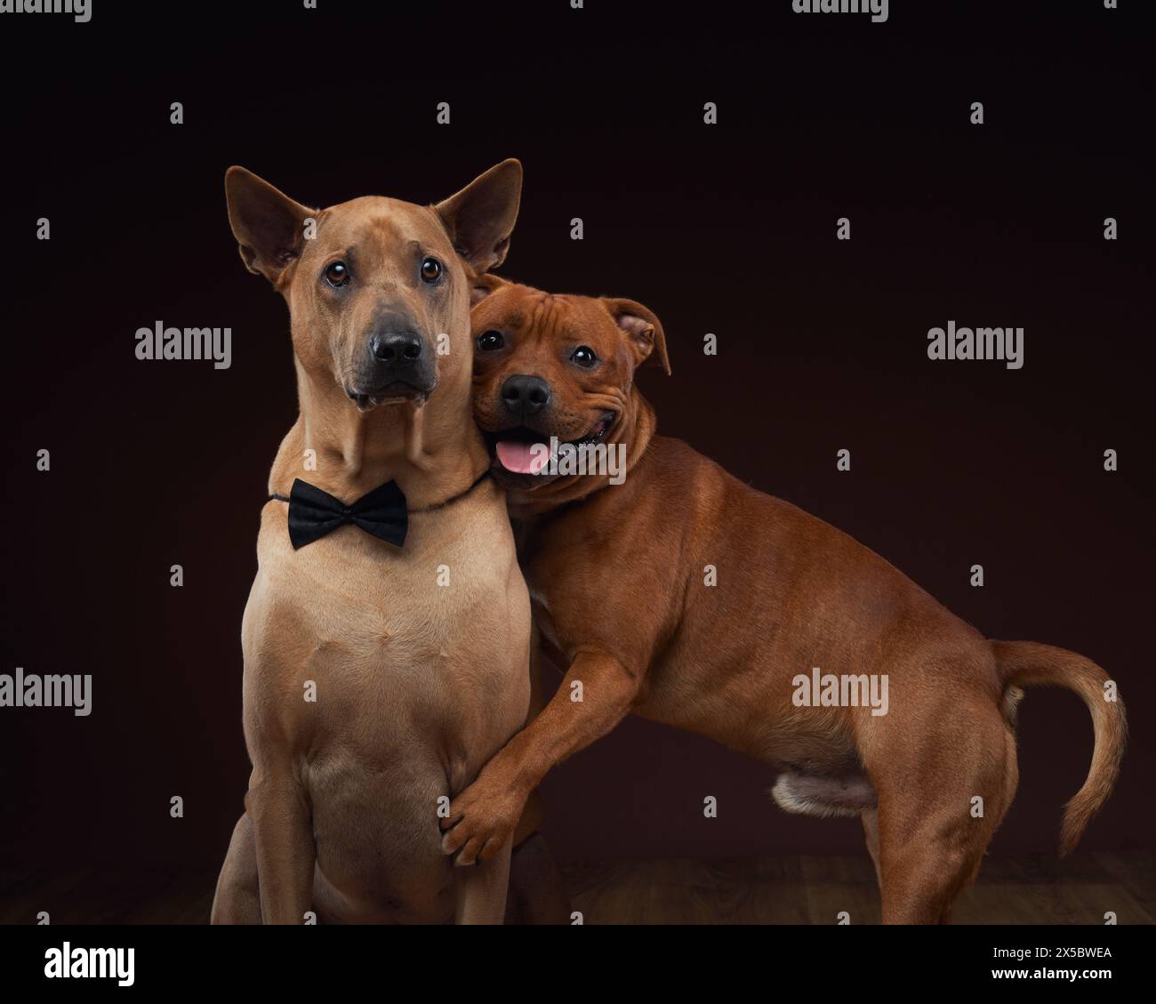 Bull posing together hi-res stock photography and images - Alamy