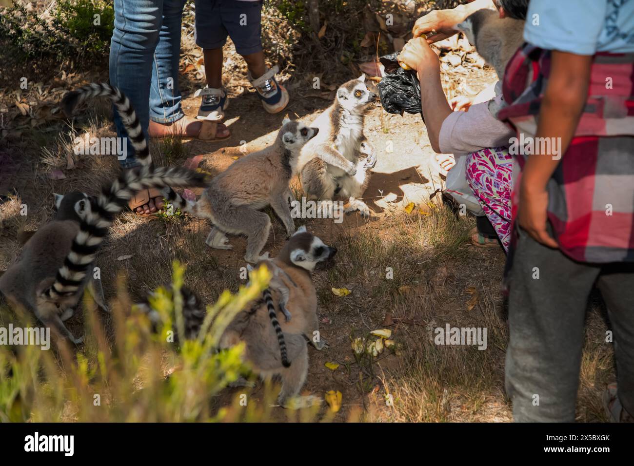 Madagascar. 08. october 2023. closeup of people feeding Ring-tailed ...