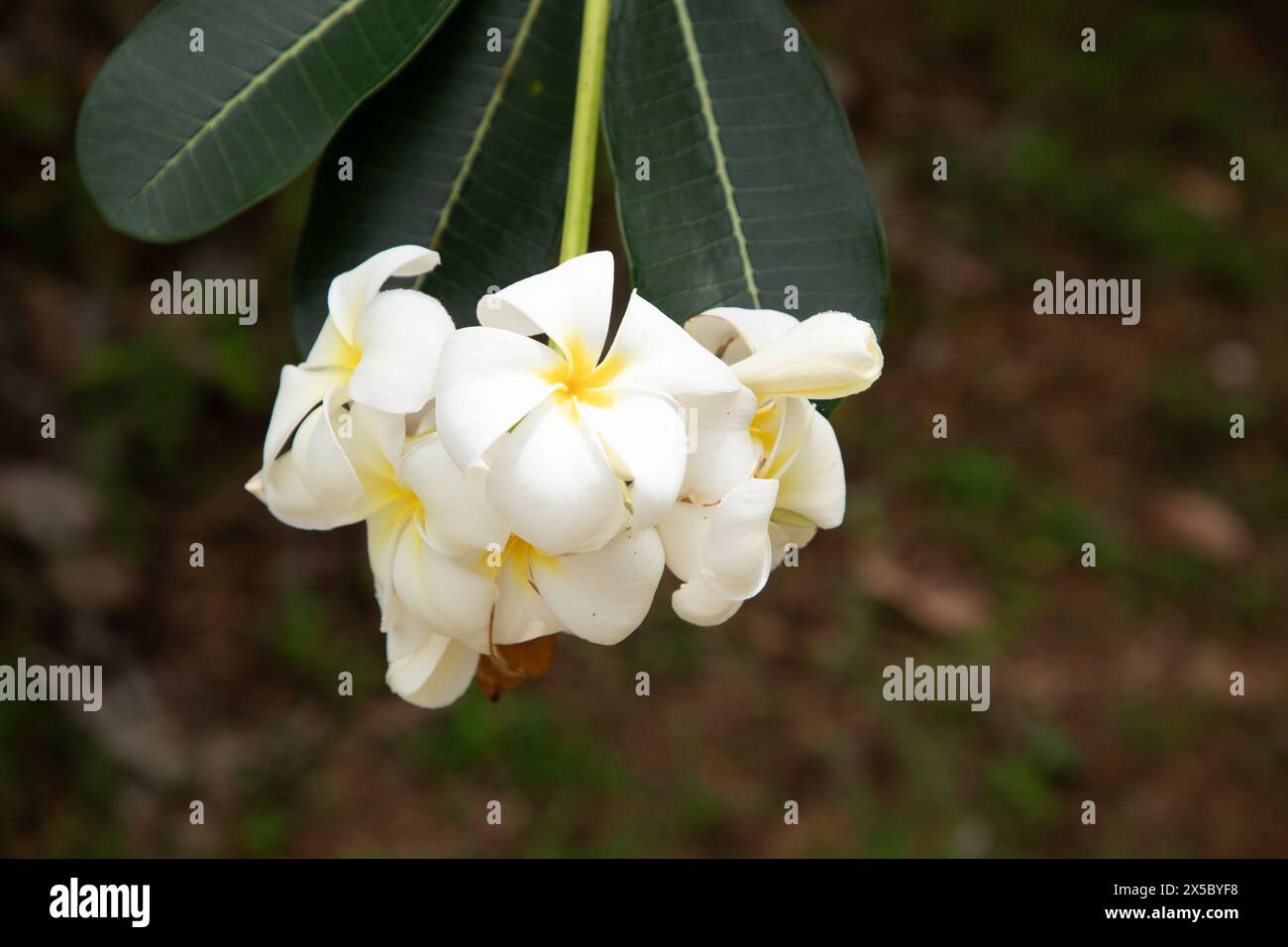 Sampaguita Jasmine national tree of Republic of the Philippines, White ...
