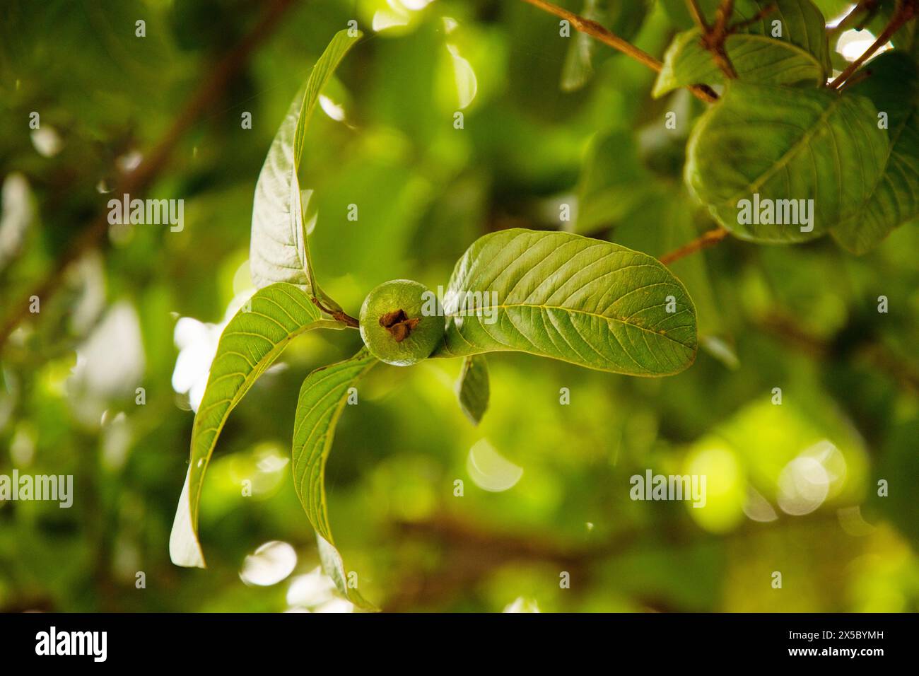 Three guava are on the tree branch in Africa. several fruits ripen on a ...