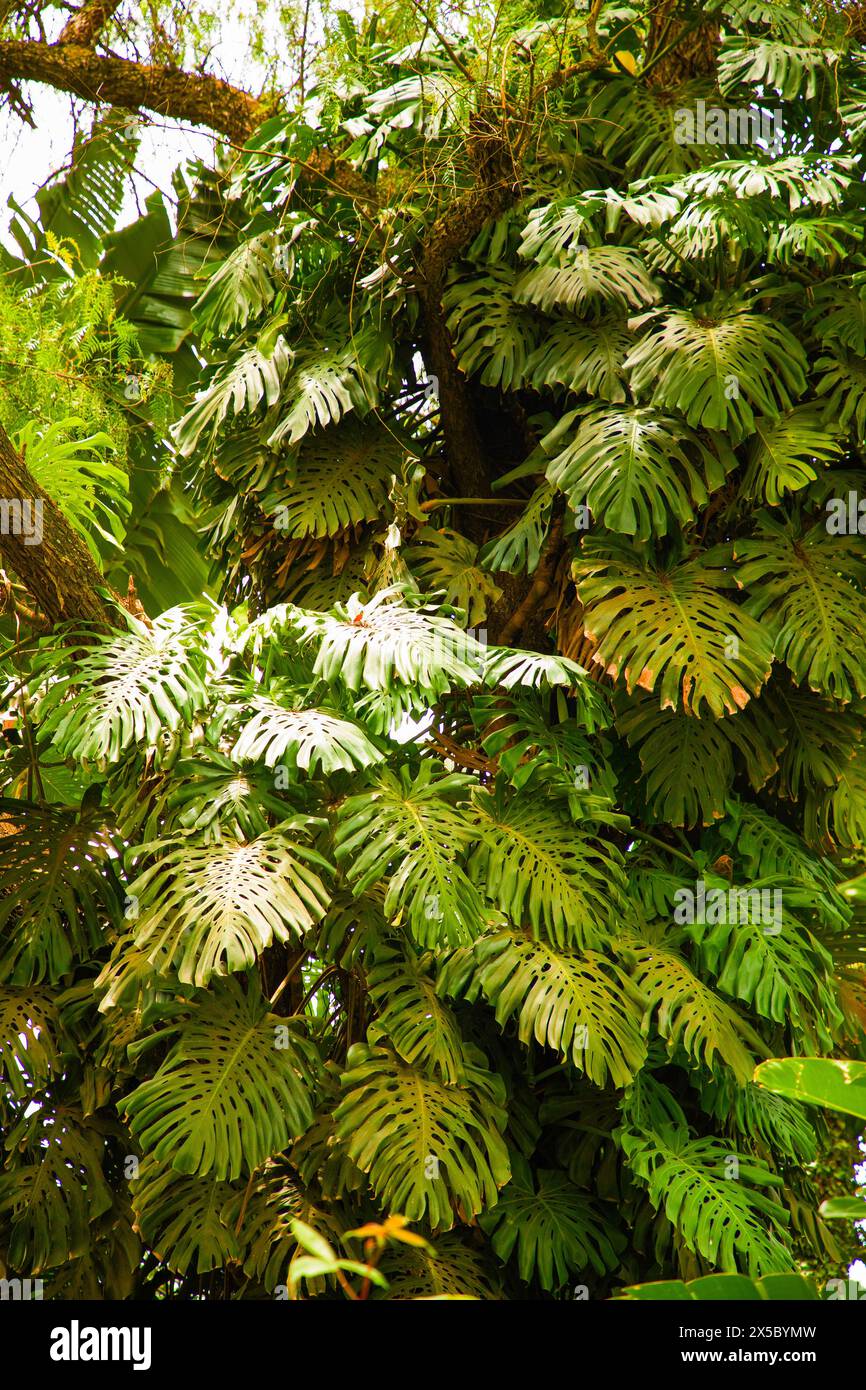 Monstera deliciosa outdoor vines monstera cliblimg plant split-leaf ...