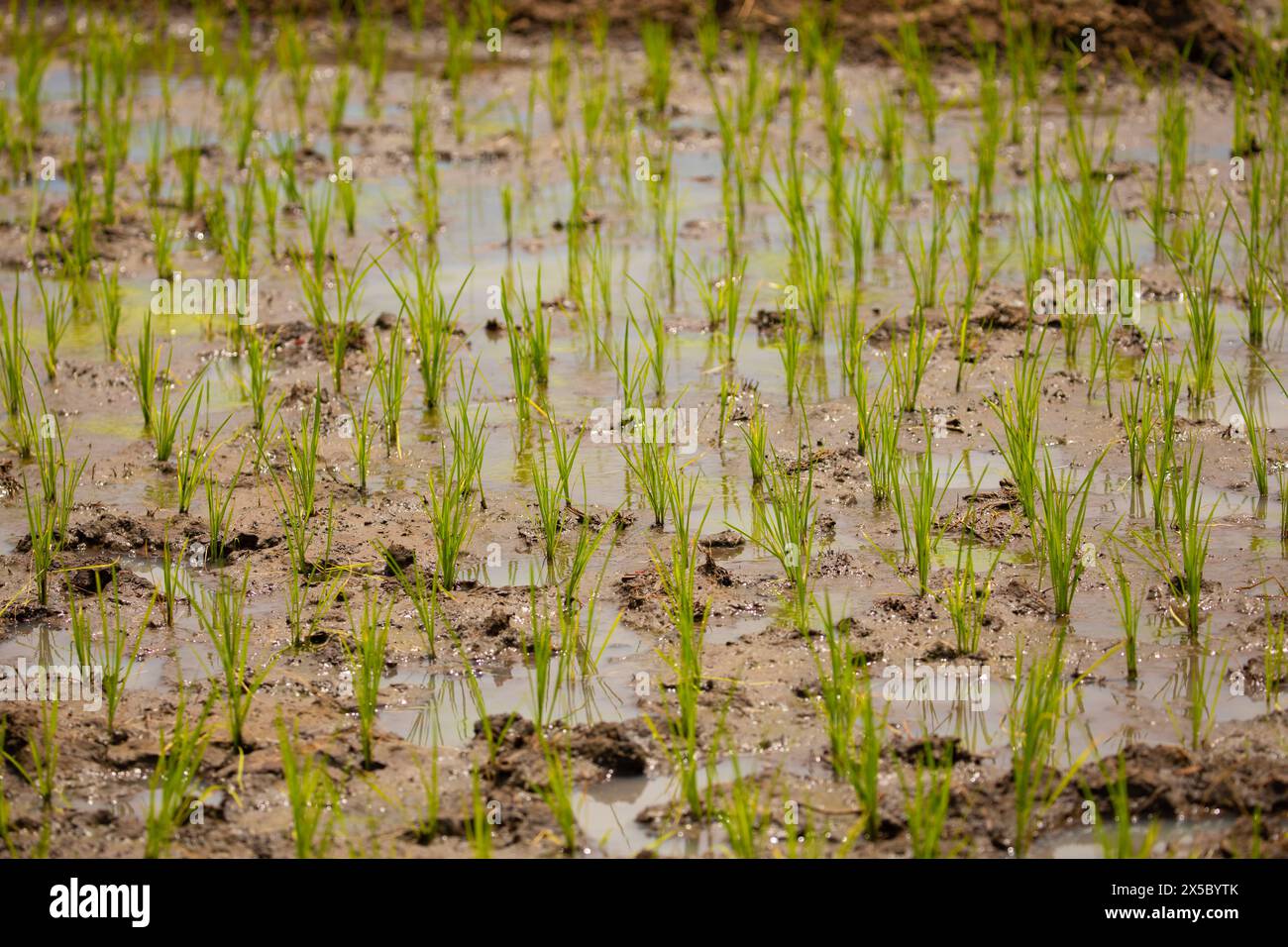 paddy rice in field. young rice sprouts on a rice field flooded with ...