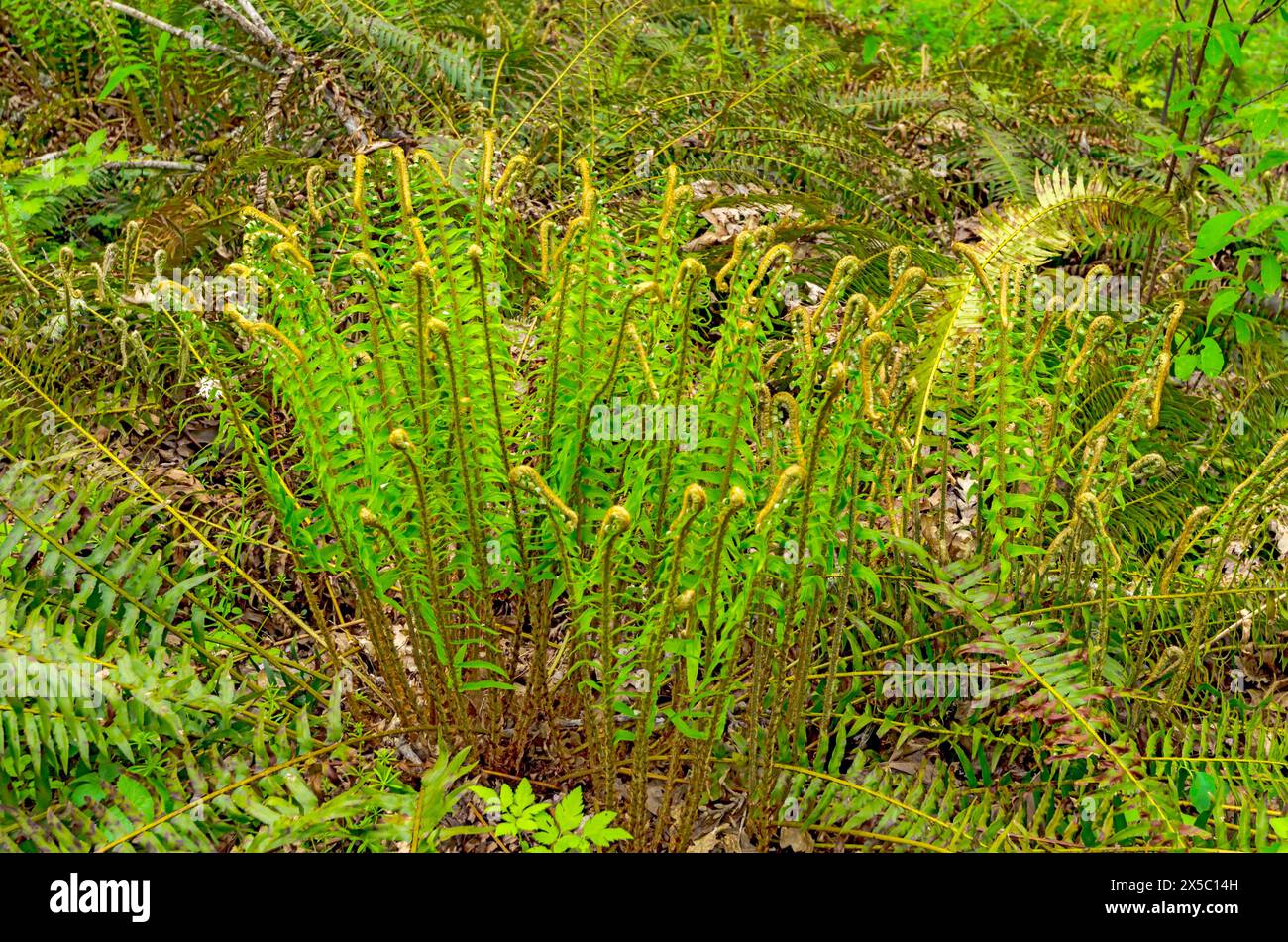 Western Sword Fern (Polystichum munitum Stock Photo - Alamy