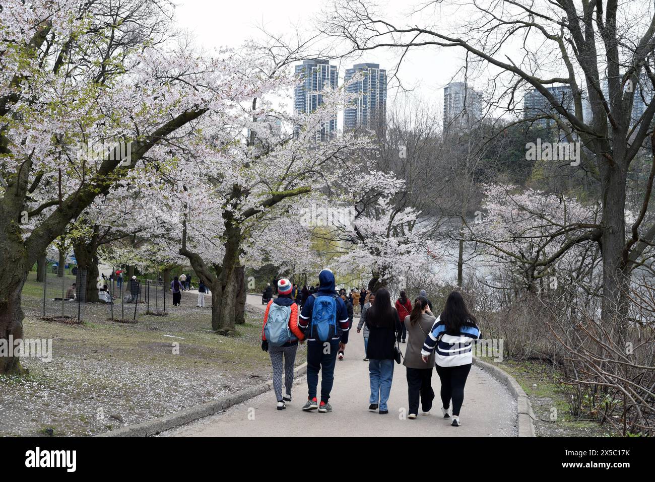 Crowds enjoy the cherry blossoms in High Park in Toronto, Ontario ...