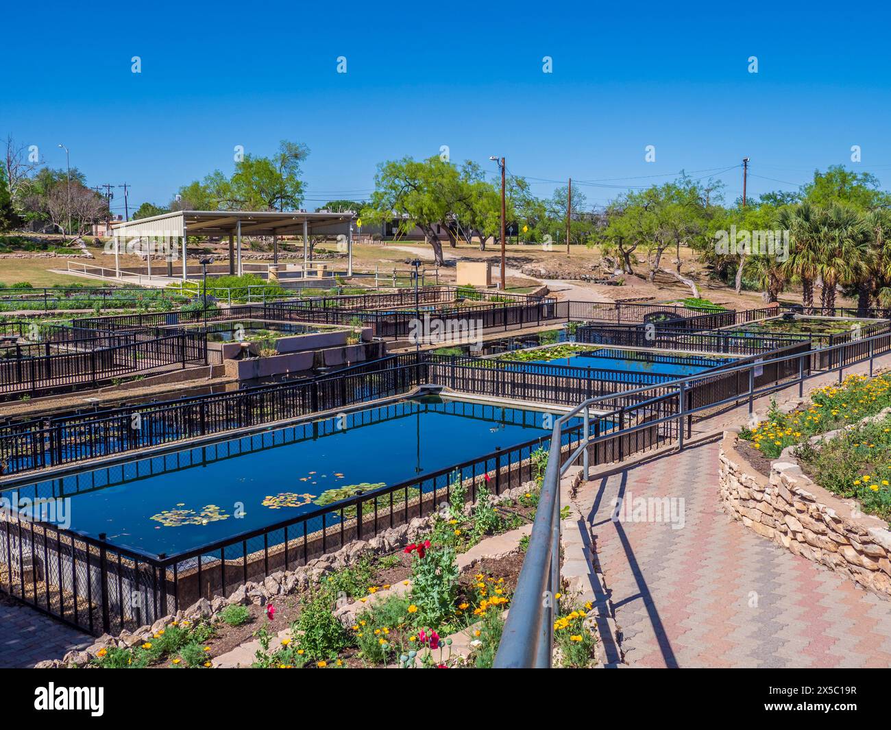 International Waterlily Collection, San Angelo, Texas Stock Photo - Alamy