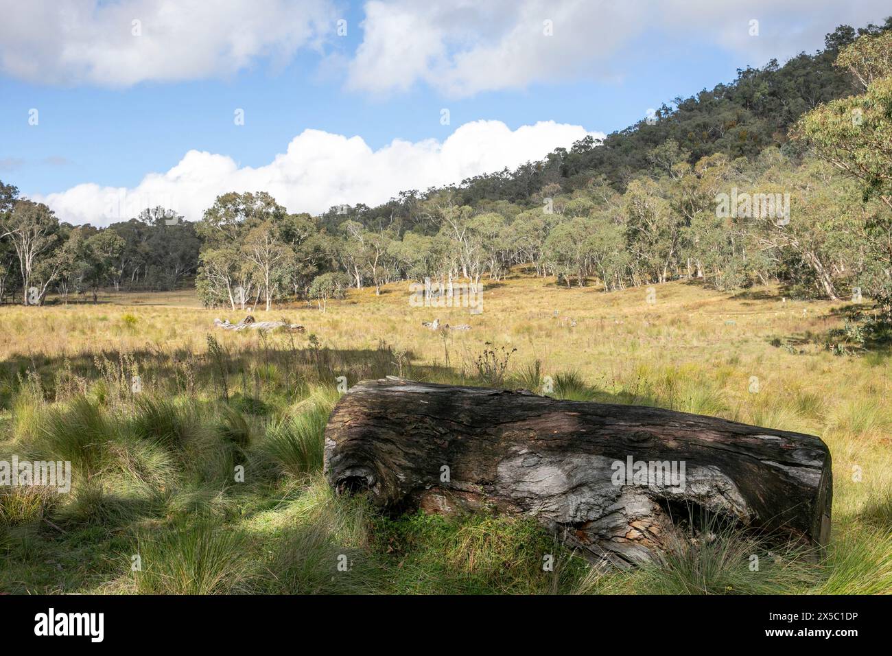 Turon National Park near Capertee in regional New South Wales, large ...