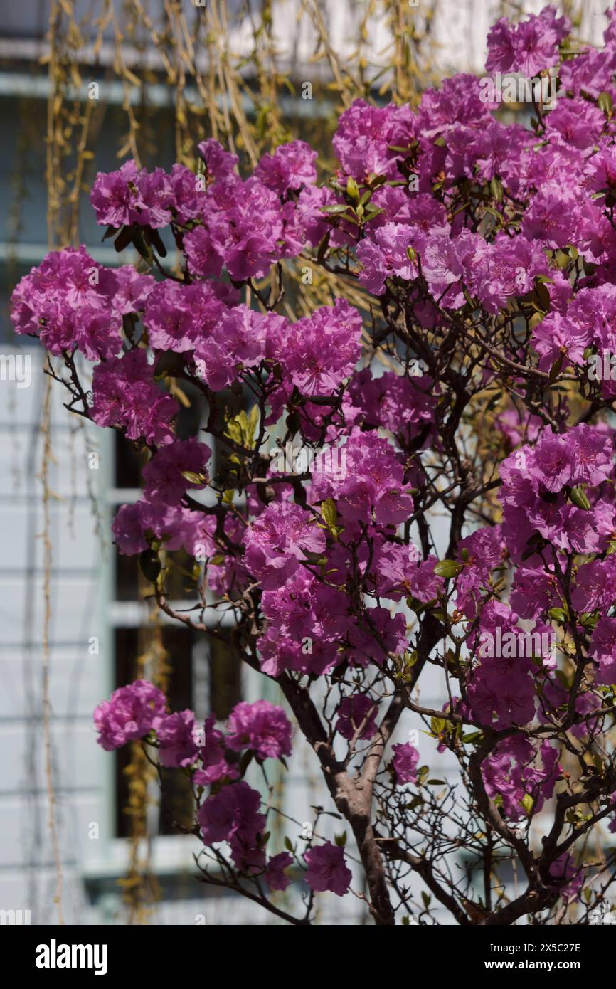 Purple rhododendron azalea bush in front of wooden house window Stock ...