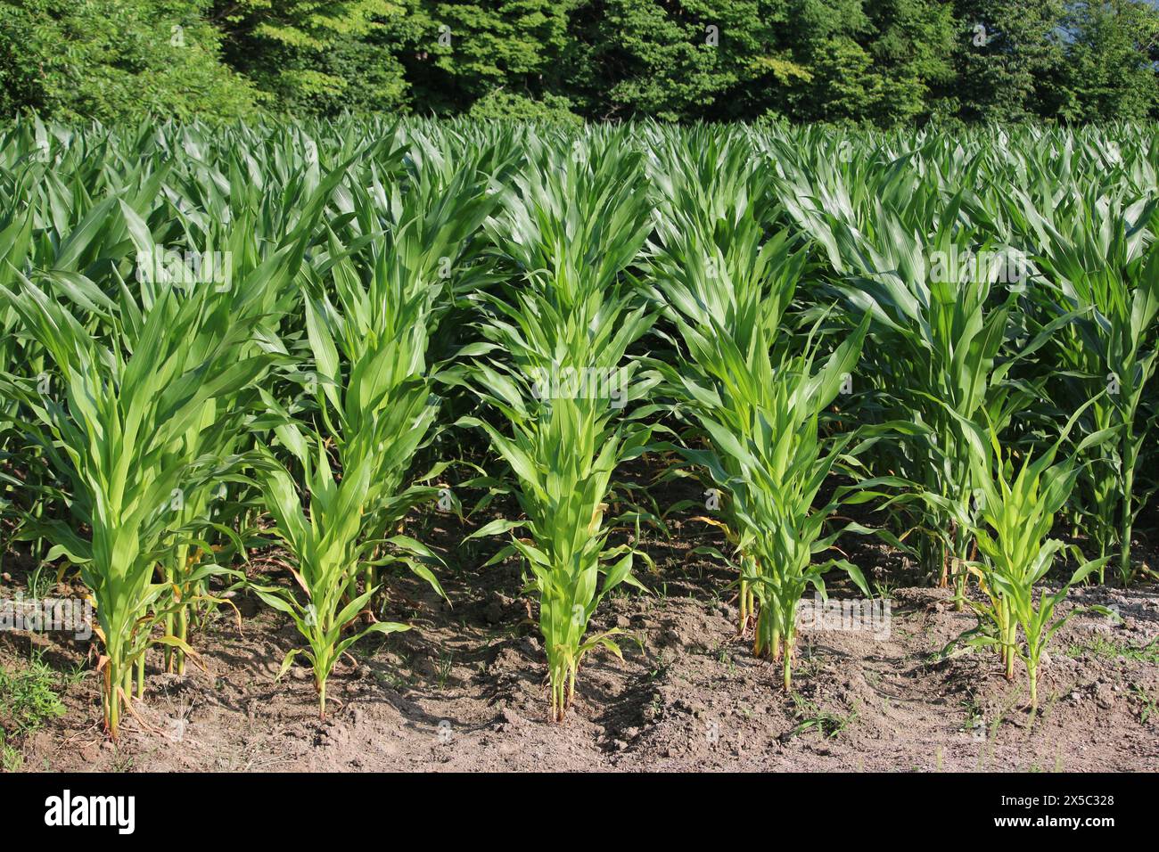 Rows of young bright green maize plants growing in agricultural field ...