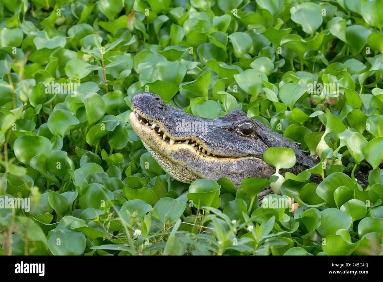 Alligator brazos bend state park hi-res stock photography and images ...