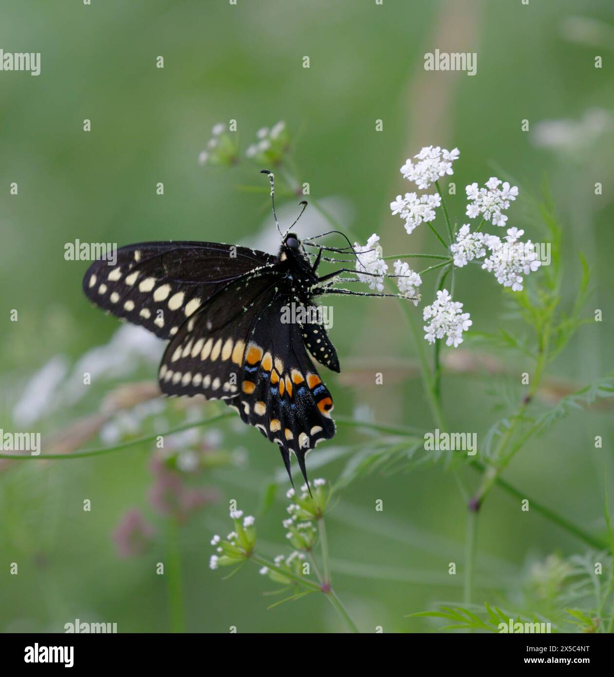 Black swallowtail (Papilio polyxenes) male feeding from a flower ...
