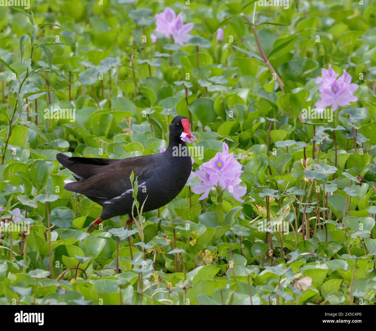 Water hyacinth eichhornia flower hi-res stock photography and images ...